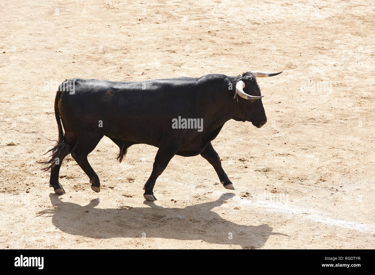 Fighting bull in the arena. Bullring. Toro bravo. Spain. Horizontal ...