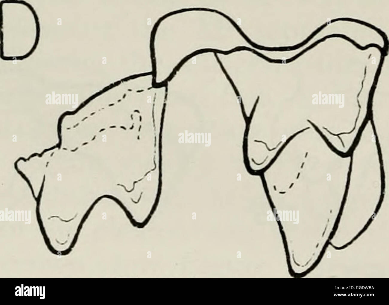 Condylarths hi-res stock photography and images - Alamy