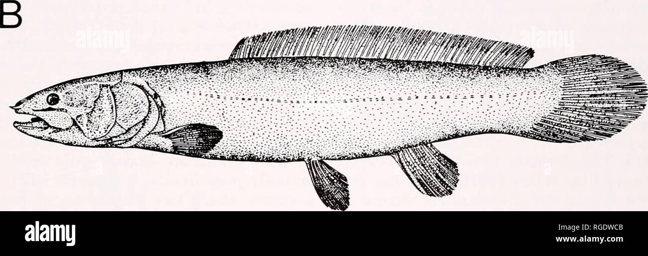 Barbels from jaws hi-res stock photography and images - Alamy