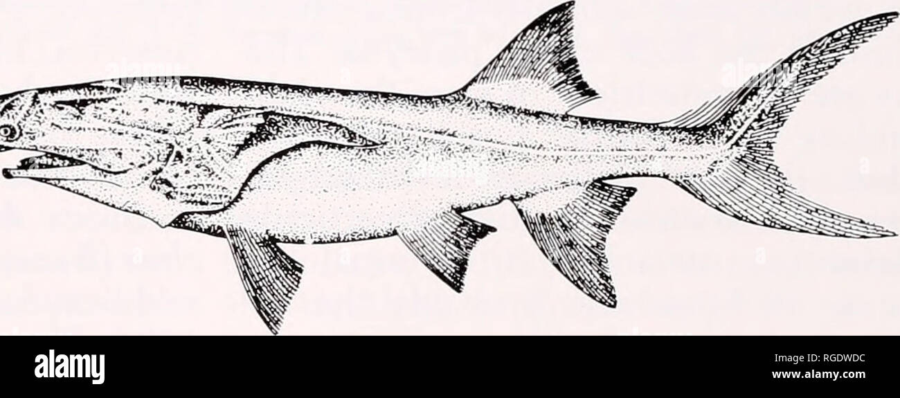. Bulletin of the Museum of Comparative Zoology at Harvard College ...