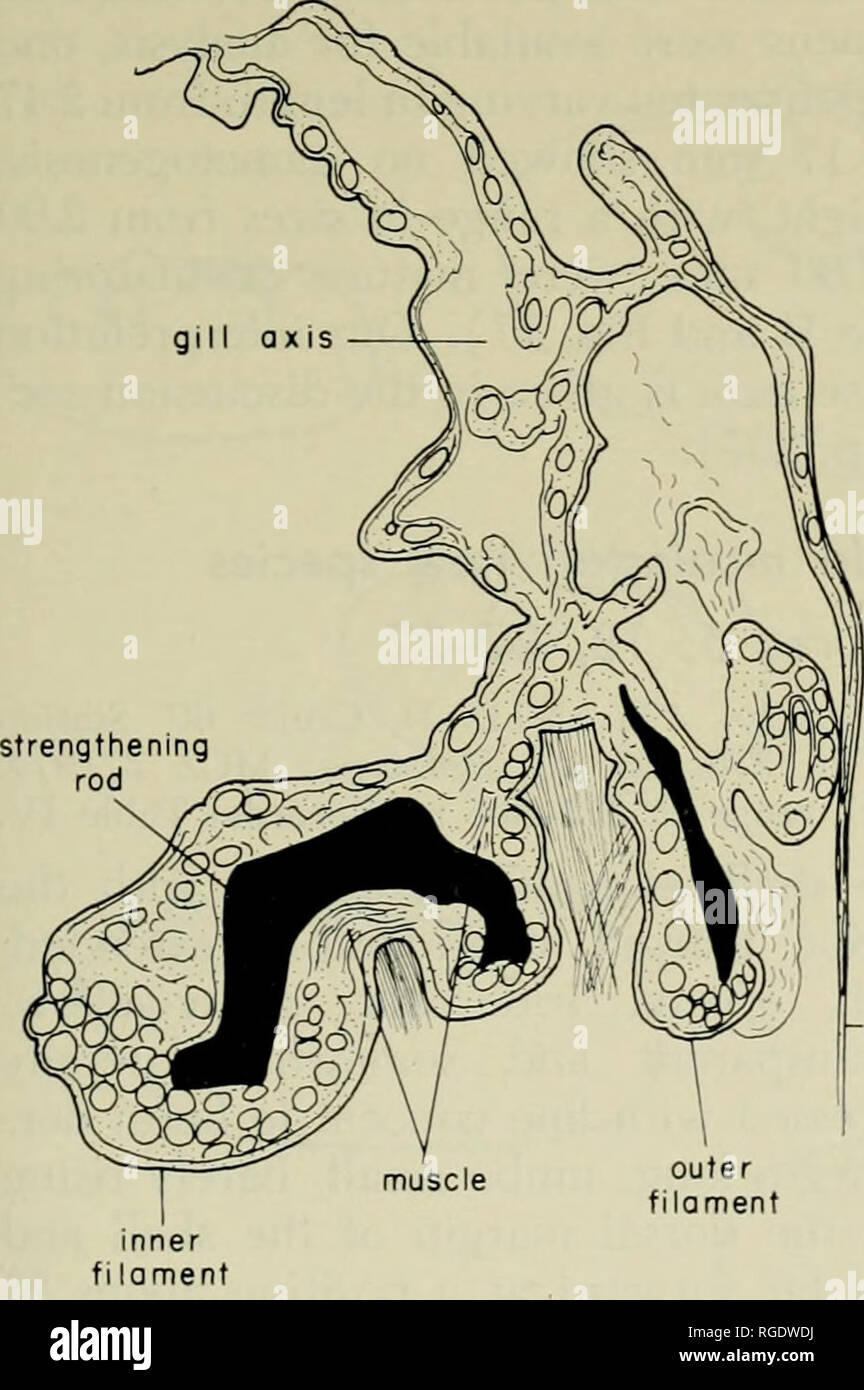 Silicula hi-res stock photography and images - Alamy