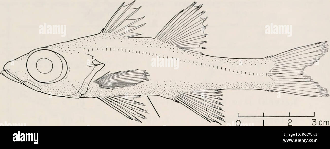 Epigonus hi-res stock photography and images - Alamy