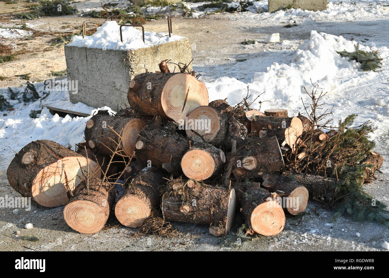Cutted pine tree trunk in winter Stock Photo - Alamy