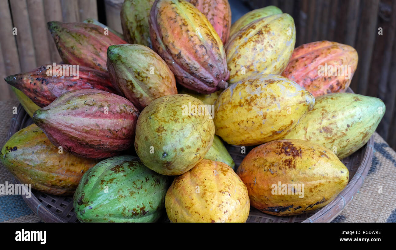 Cocoa fruit pods in hues of red, yellow and green. The seeds, known as ...