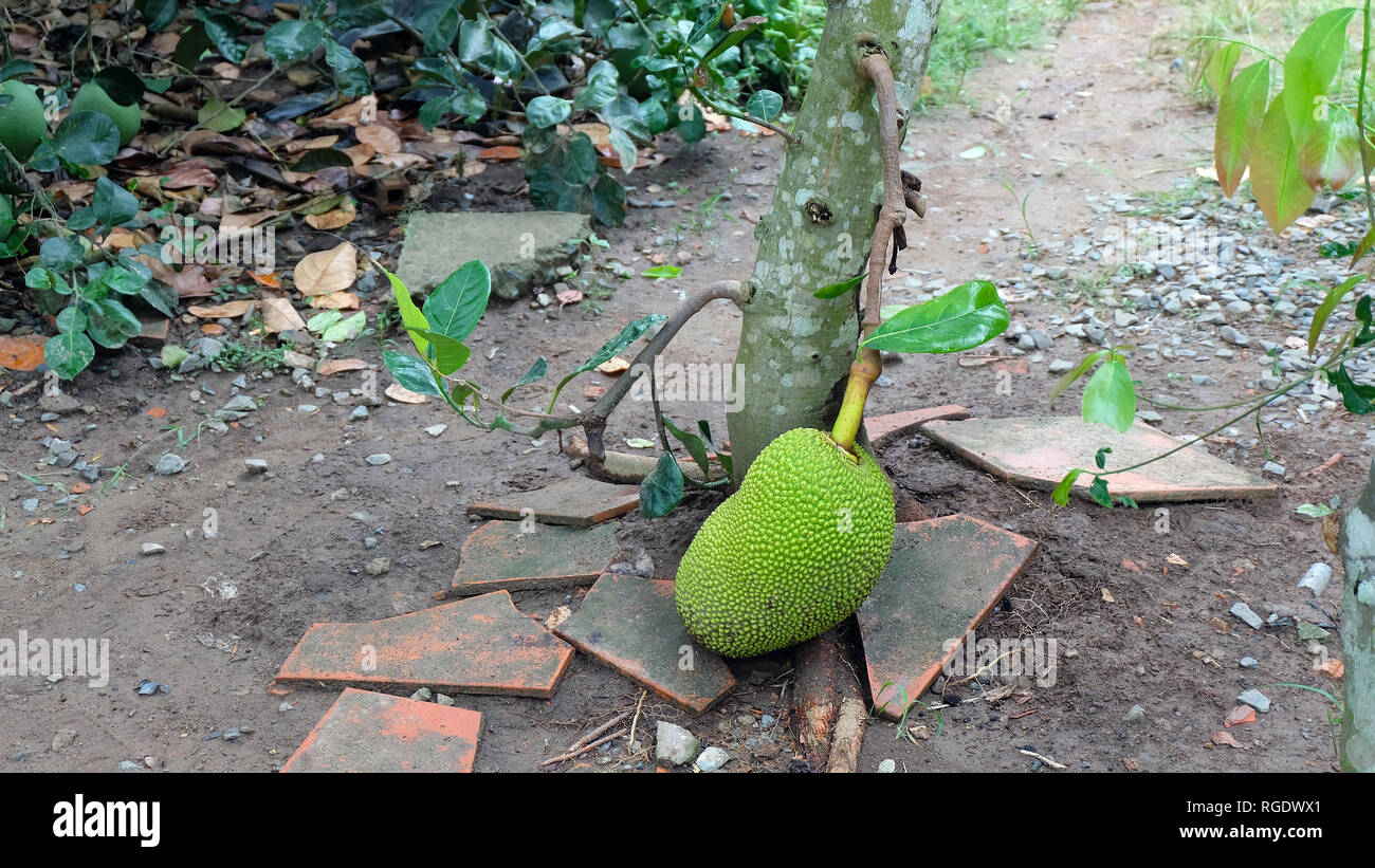 Jack tree hi-res stock photography and images - Alamy