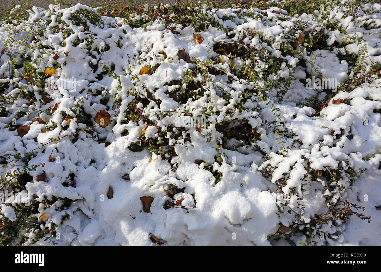 Bush with snow in winter Stock Photo - Alamy