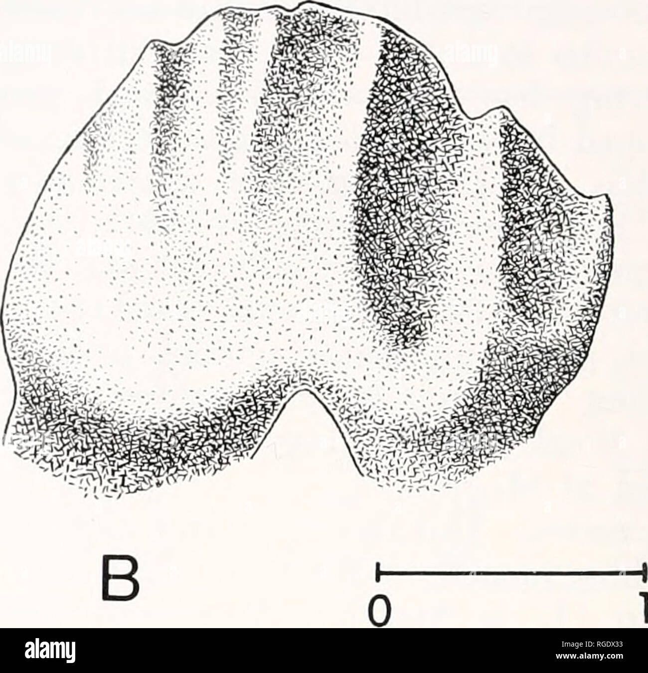 . Bulletin of the Museum of Comparative Zoology at Harvard College ...