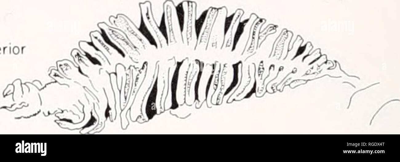 Incurrent hi-res stock photography and images - Alamy