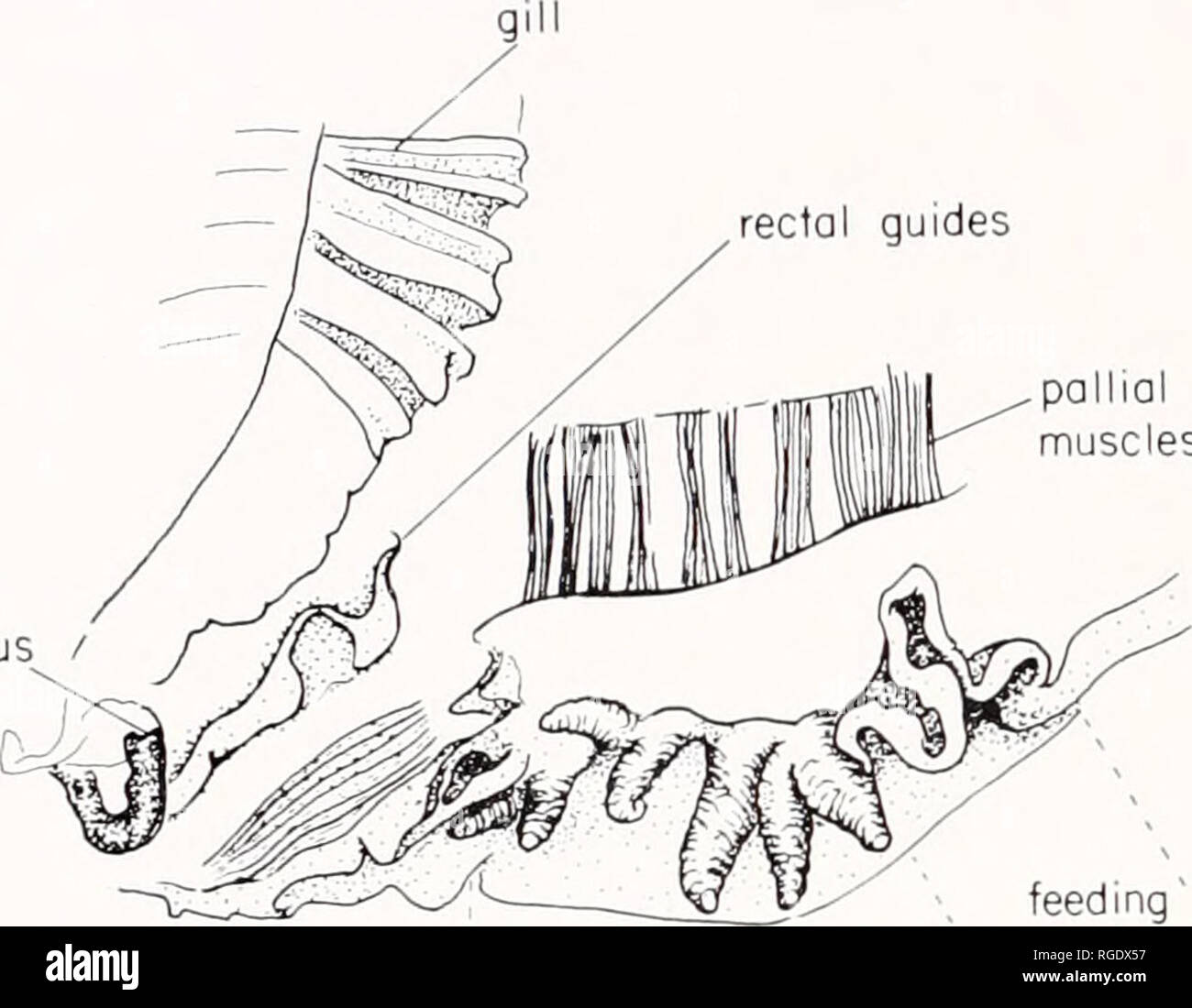 . Bulletin of the Museum of Comparative Zoology at Harvard College ...