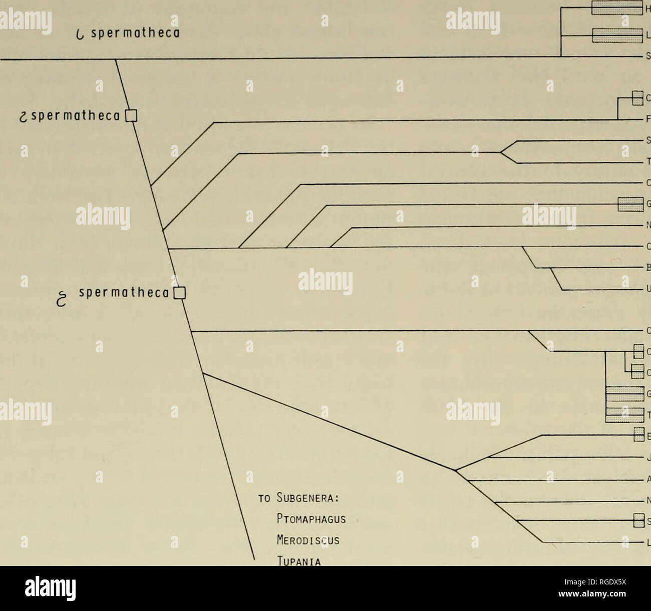 Phylogenetic diagram hi-res stock photography and images - Alamy