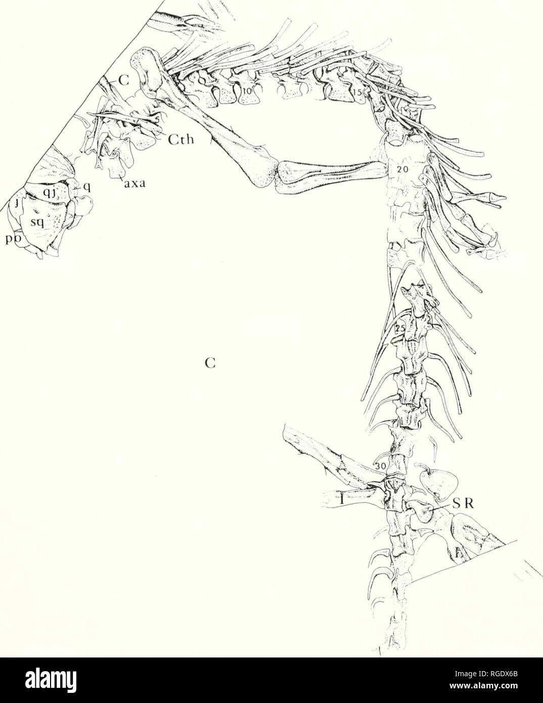 . Bulletin of the Museum of Comparative Zoology at Harvard College ...