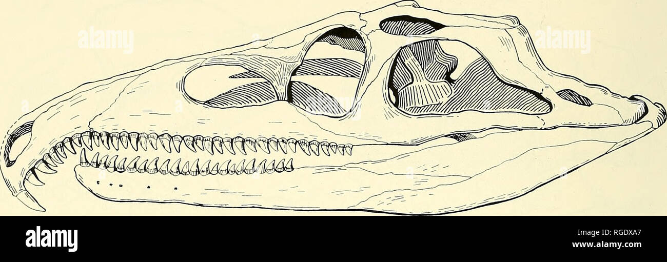 Archosaurian hi-res stock photography and images - Alamy