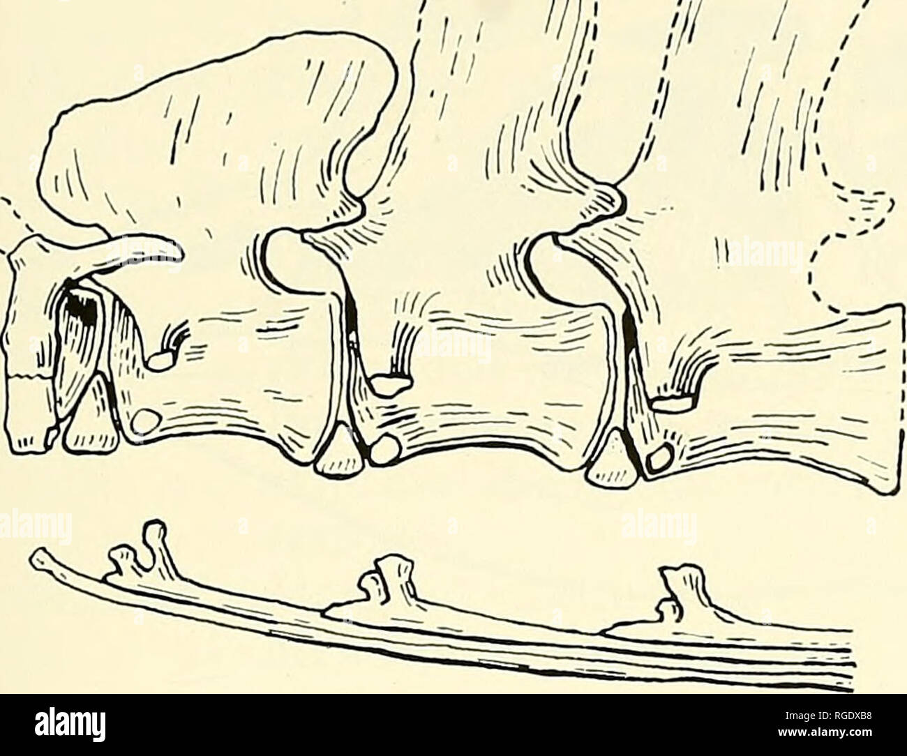 . Bulletin of the Museum of Comparative Zoology at Harvard College ...