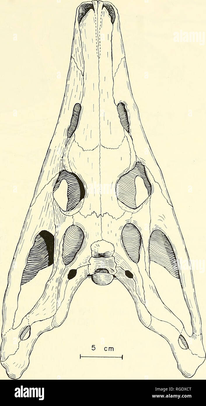 Erythrosuchidae hi-res stock photography and images - Alamy