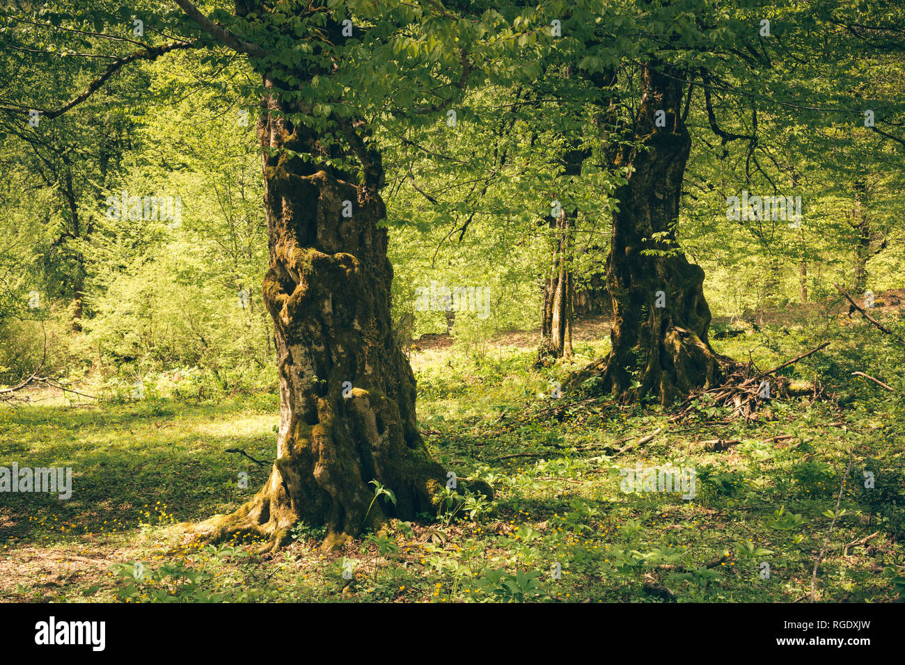 Deciduous subtropical deciduous forest. Trees Carpinus betulus ...
