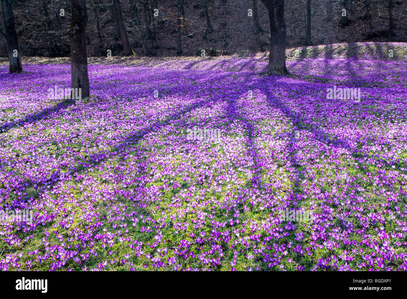 Covered with forest hi-res stock photography and images - Alamy