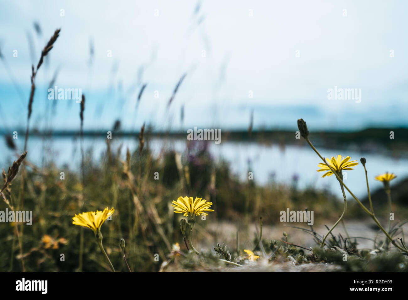 Yorkshire Countryside by the Sea Stock Photo - Alamy