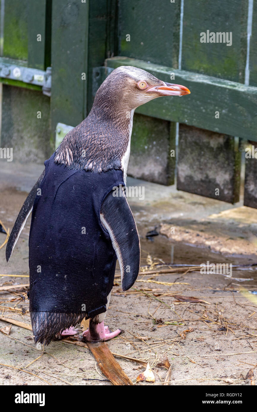 New zealand dunedin hospital hi-res stock photography and images - Alamy