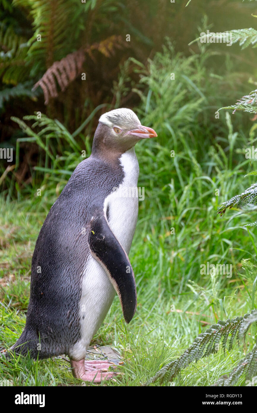 Yellow-eyed Penguin, Campbell Island, New Zealand Stock Photo - Alamy