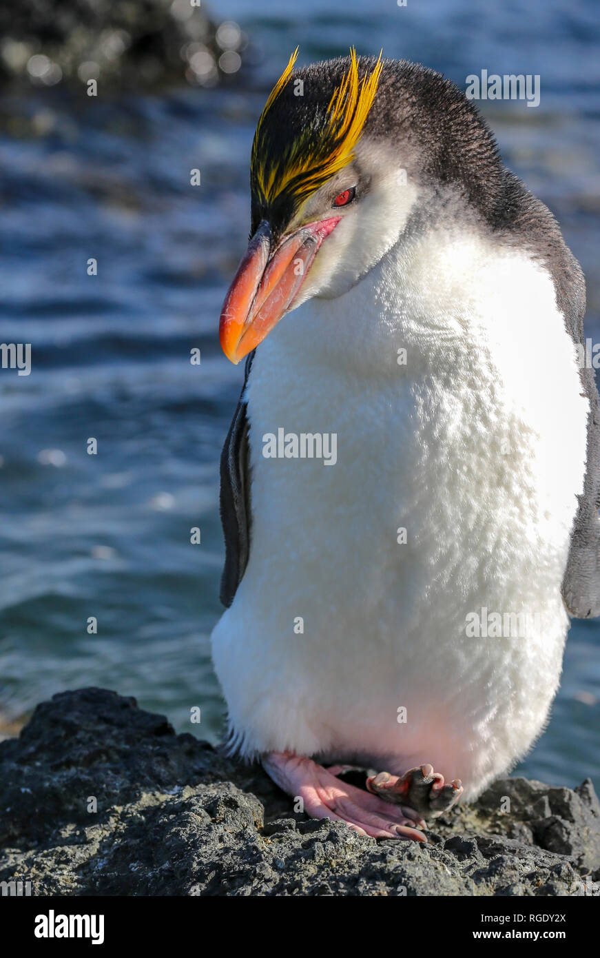 Royal pengiuins on hi-res stock photography and images - Alamy