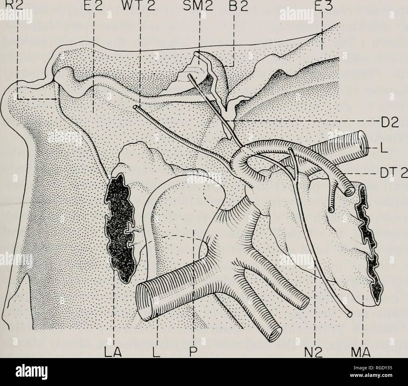 . Bulletin of the Museum of Comparative Zoology at Harvard College ...