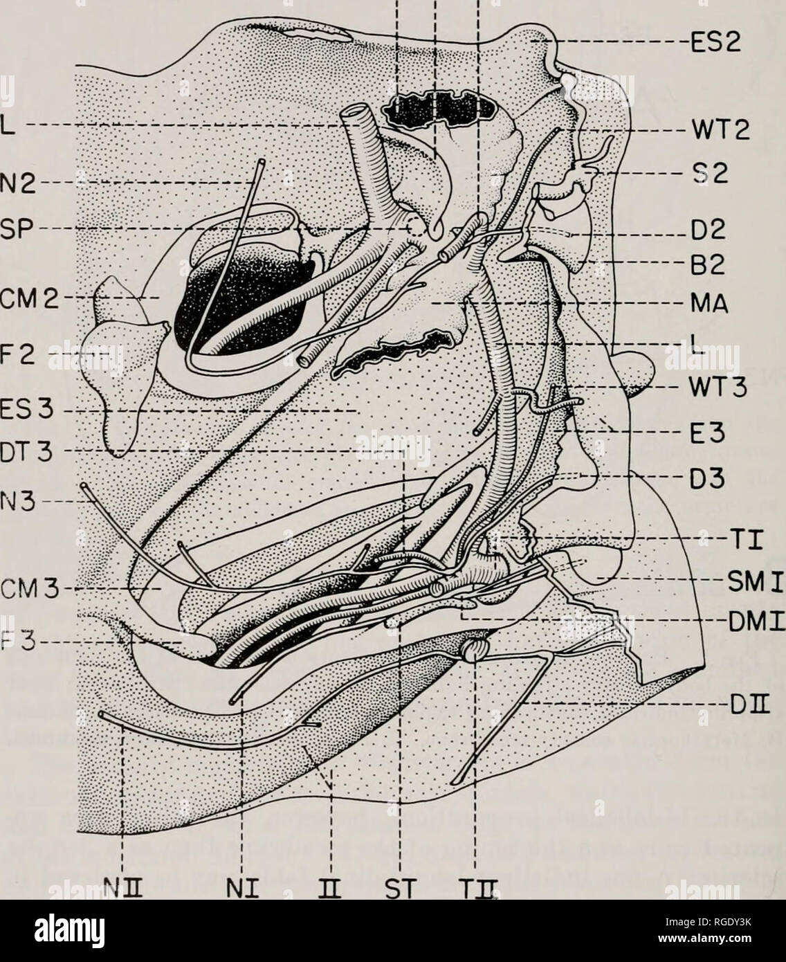 Mesothoracic hi-res stock photography and images - Alamy
