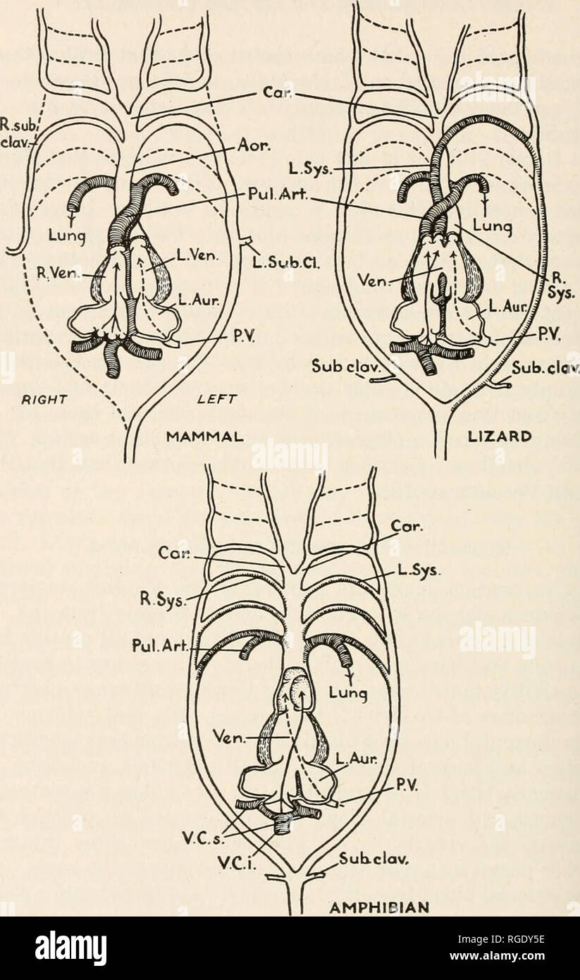 . Bulletin of the Museum of Comparative Zoology at Harvard College ...