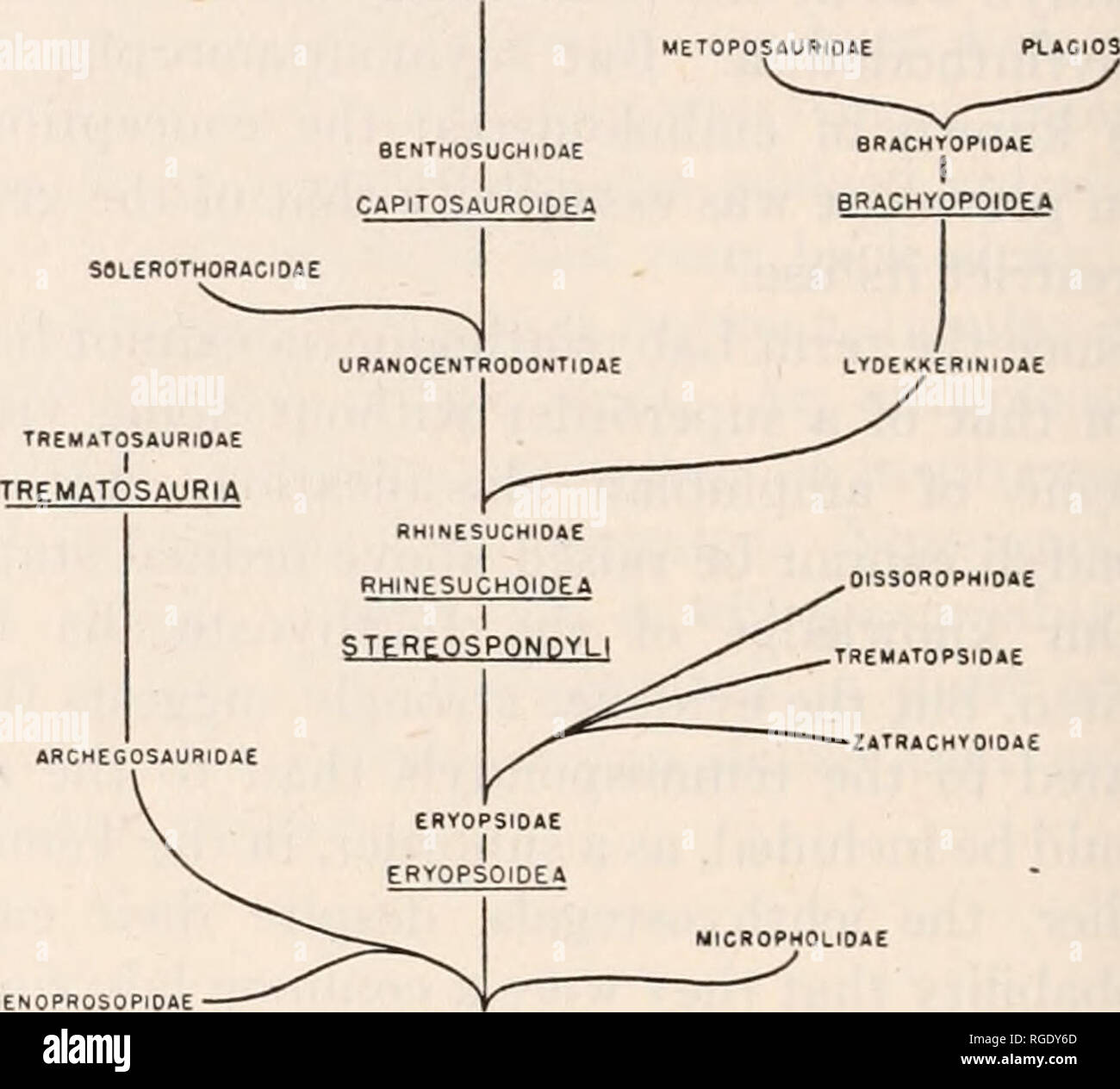 Anthracosauria hi-res stock photography and images - Alamy