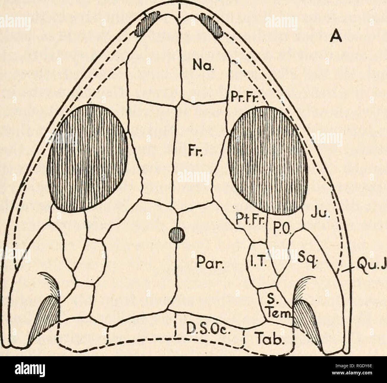 Palatoquadrate hi-res stock photography and images - Alamy