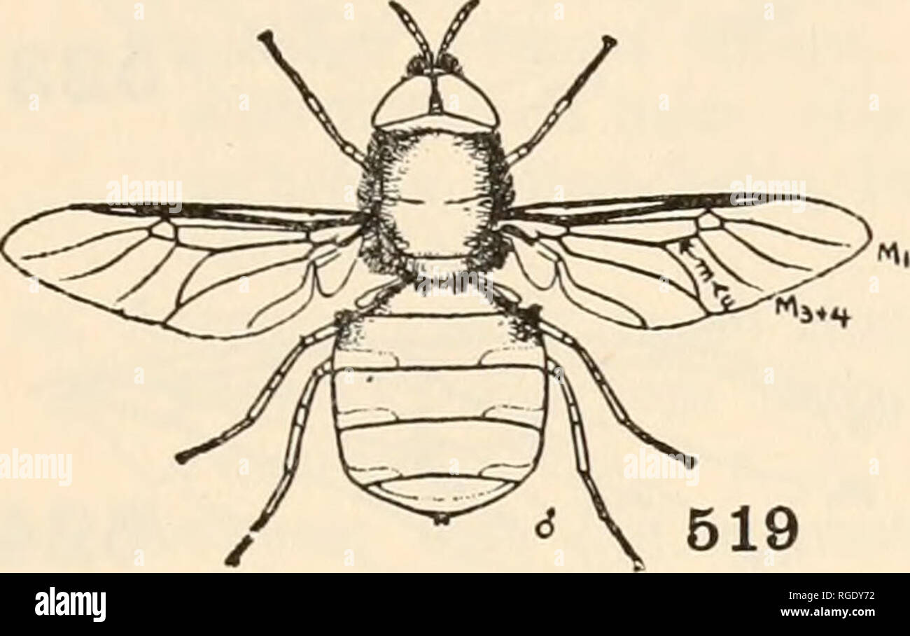 Tibial spurs hi-res stock photography and images - Alamy