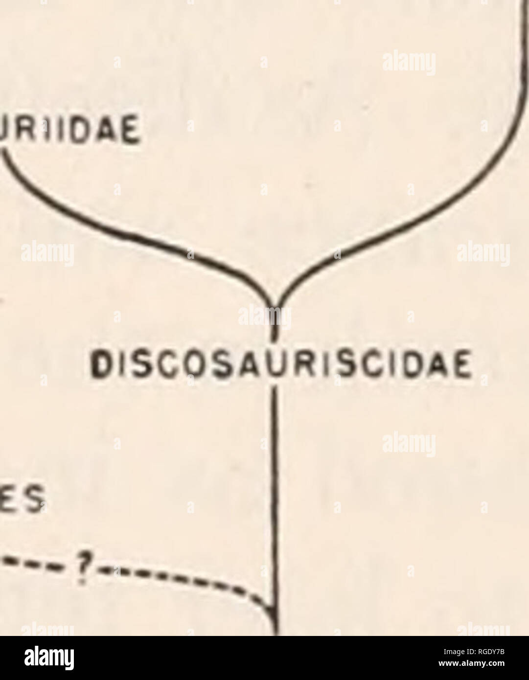 Types Of Reptiles High Resolution Stock Photography and Images - Alamy