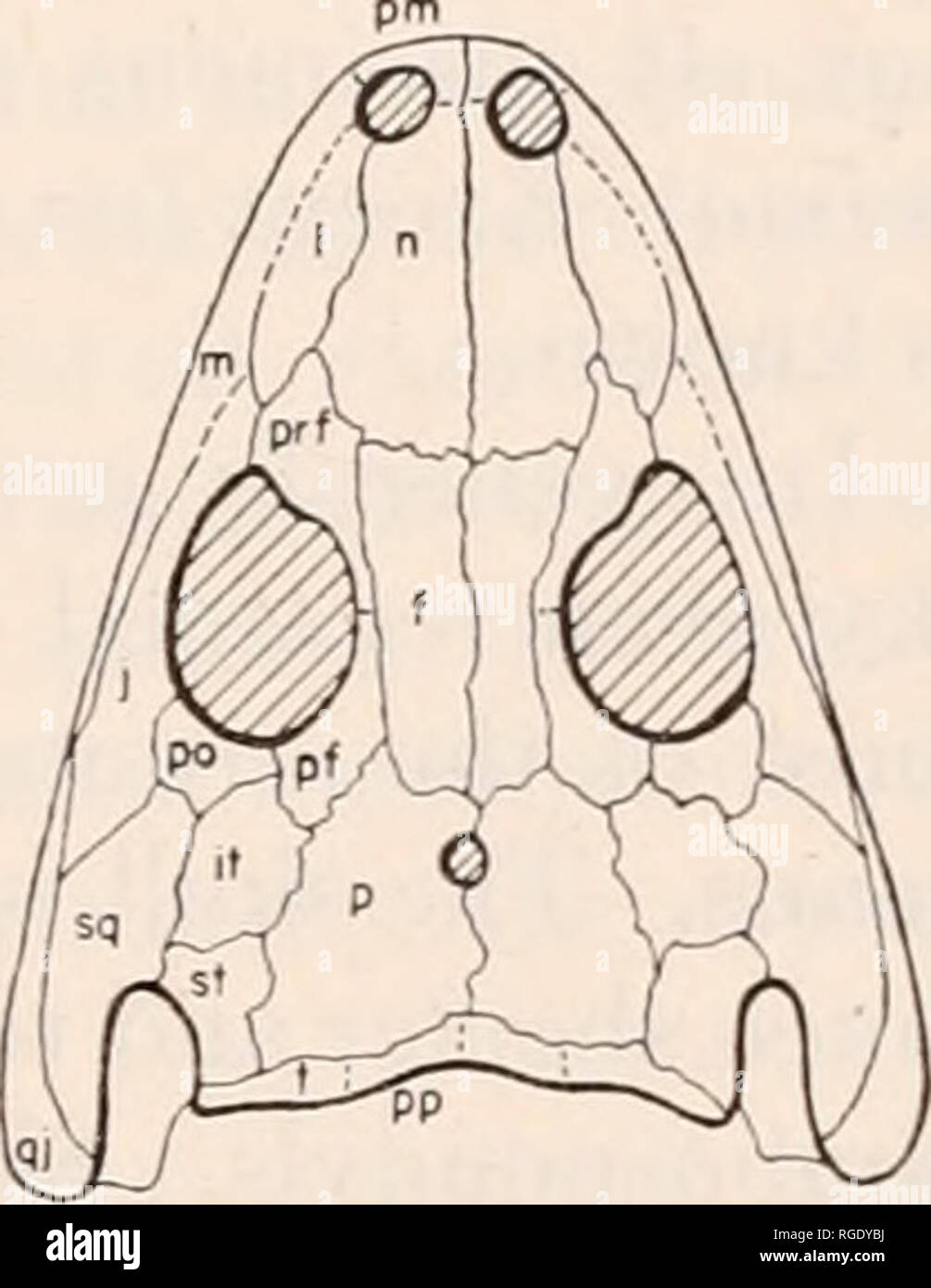 Anthracosaurs High Resolution Stock Photography and Images - Alamy