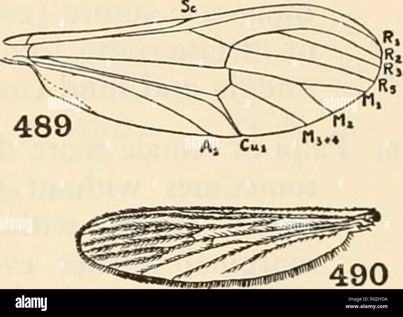 Culicidae Wing