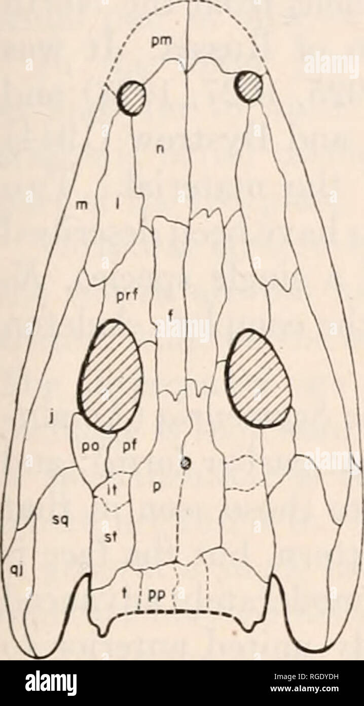 Labyrinthodont hi-res stock photography and images - Alamy
