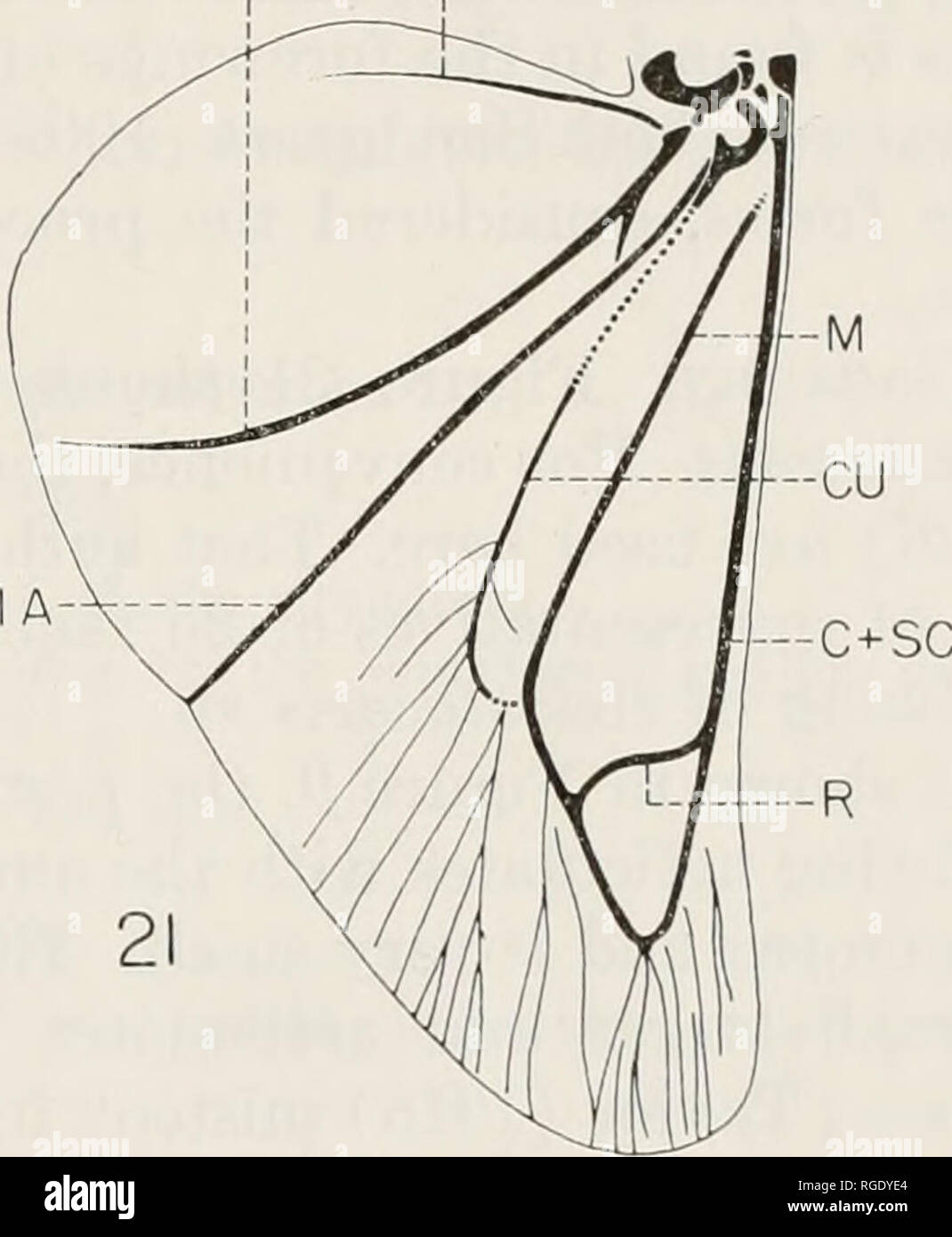 Mesothoracic hi-res stock photography and images - Alamy