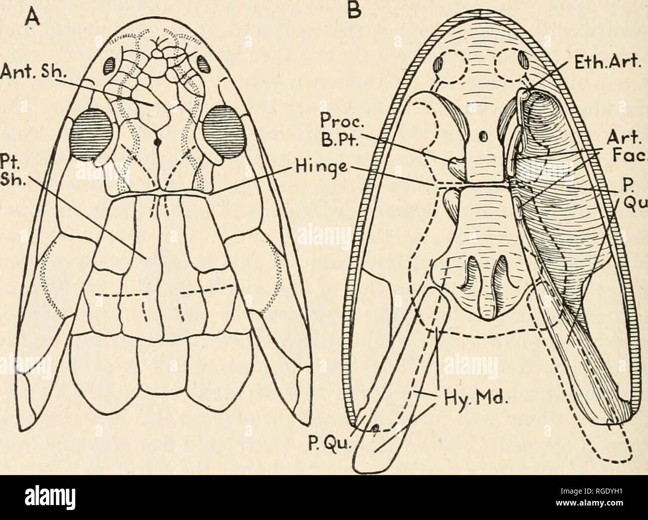 Osteolepid hi-res stock photography and images - Alamy