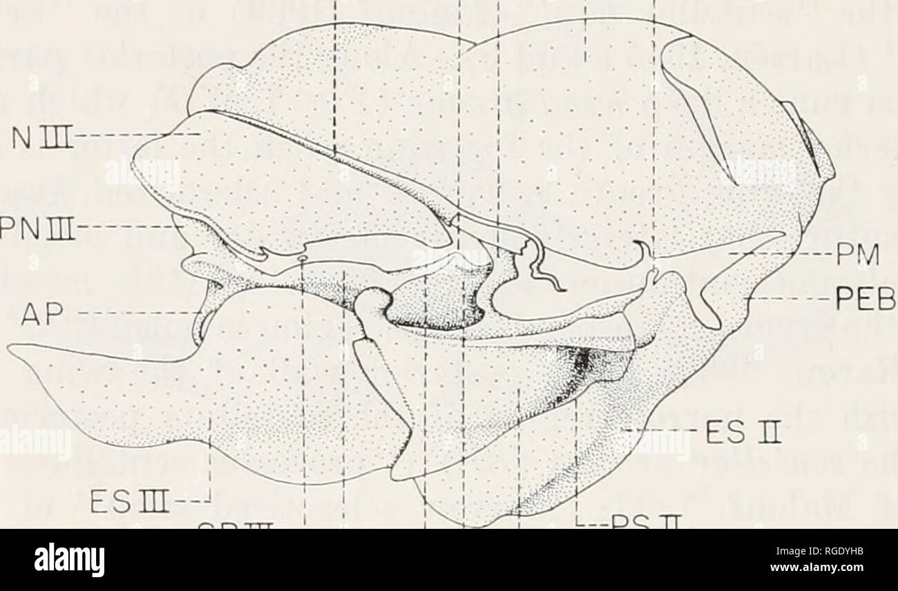 Mesothoracic hi-res stock photography and images - Alamy