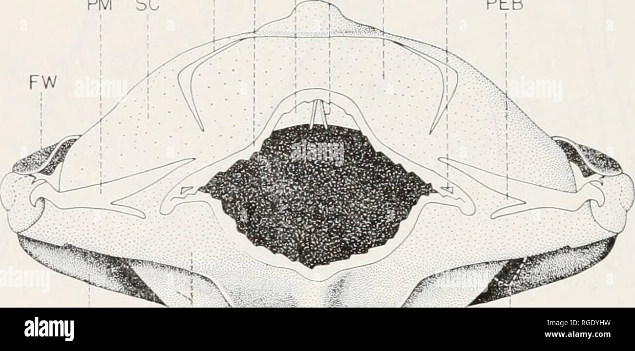 Mesothoracic hi-res stock photography and images - Alamy