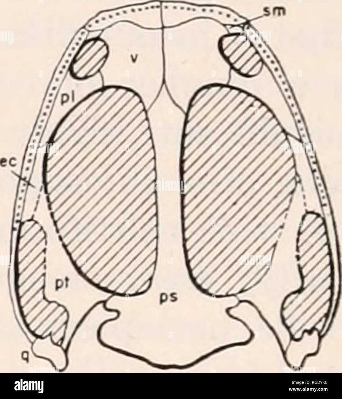 Anthracosaurs hi-res stock photography and images - Alamy
