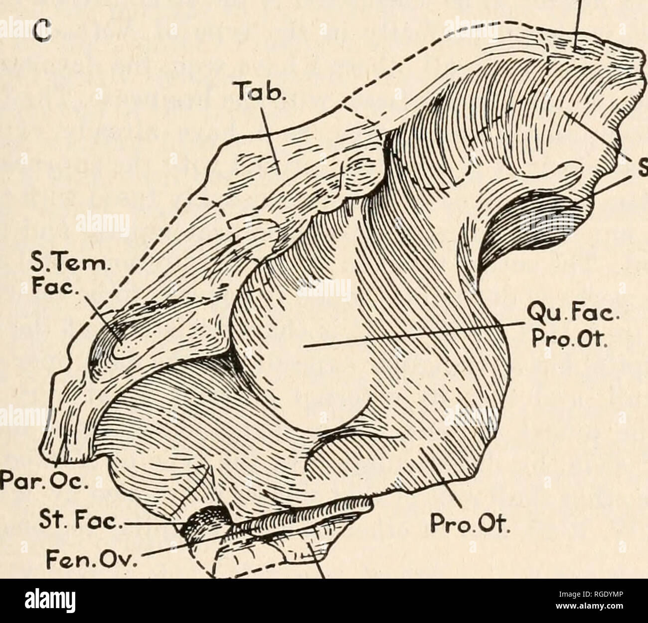 Bobsaurus hi-res stock photography and images - Alamy