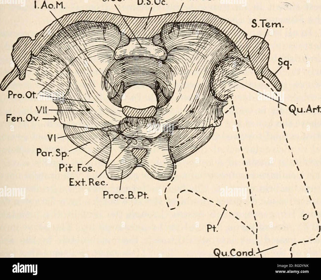 Diadectes hi-res stock photography and images - Alamy