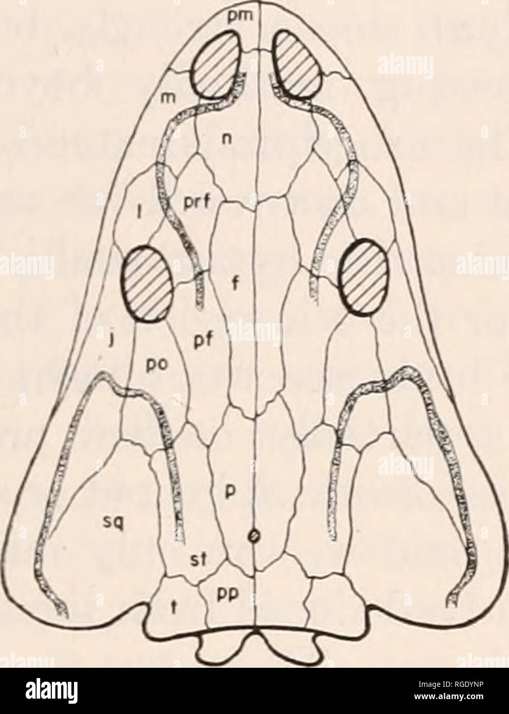 Spongy bone matrix hi-res stock photography and images - Alamy