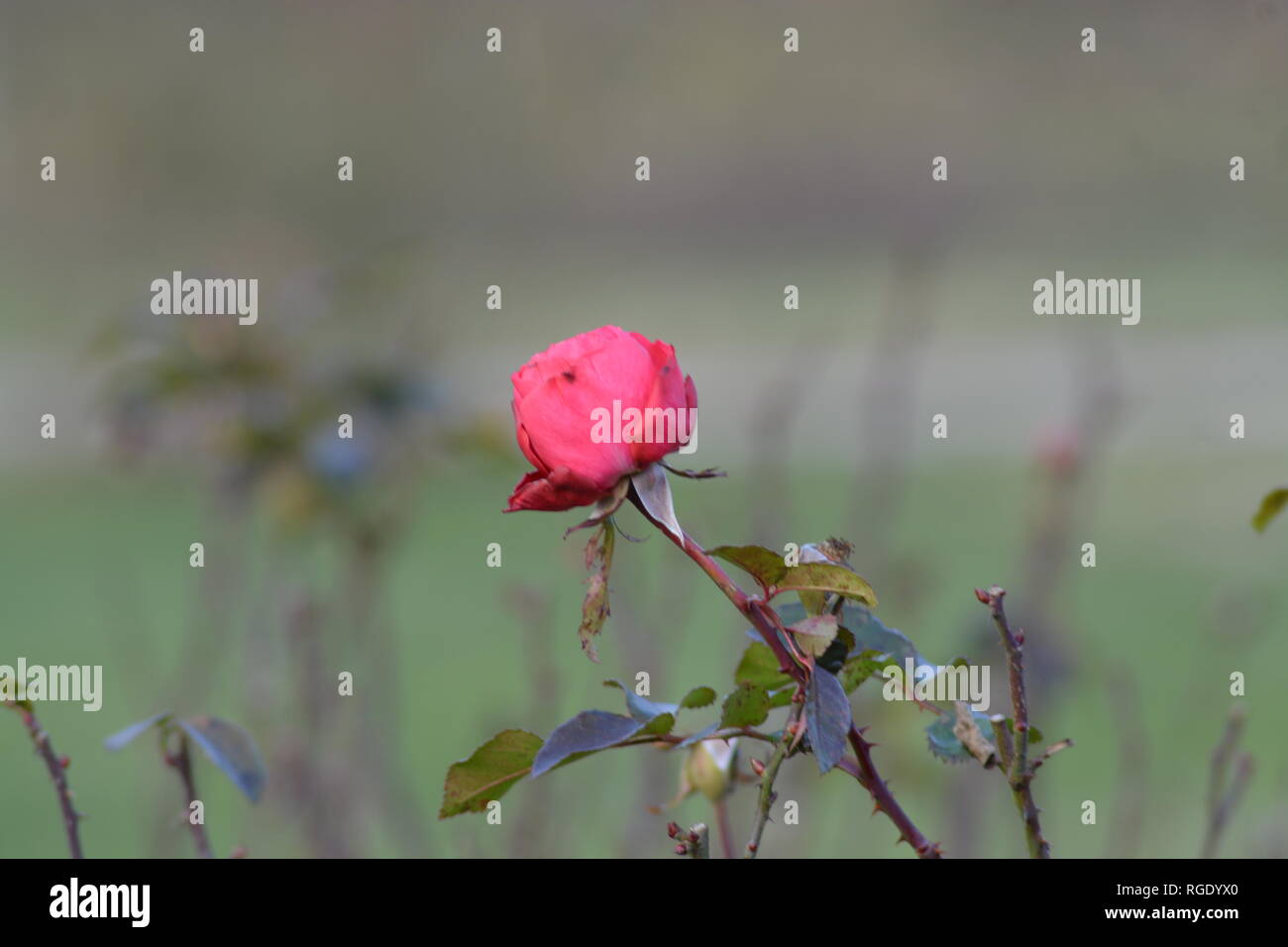 Flowers ans roses in the countryside,France Stock Photo - Alamy