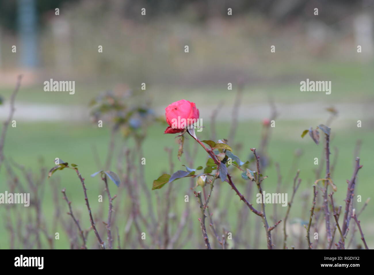 Flowers ans roses in the countryside,France Stock Photo - Alamy