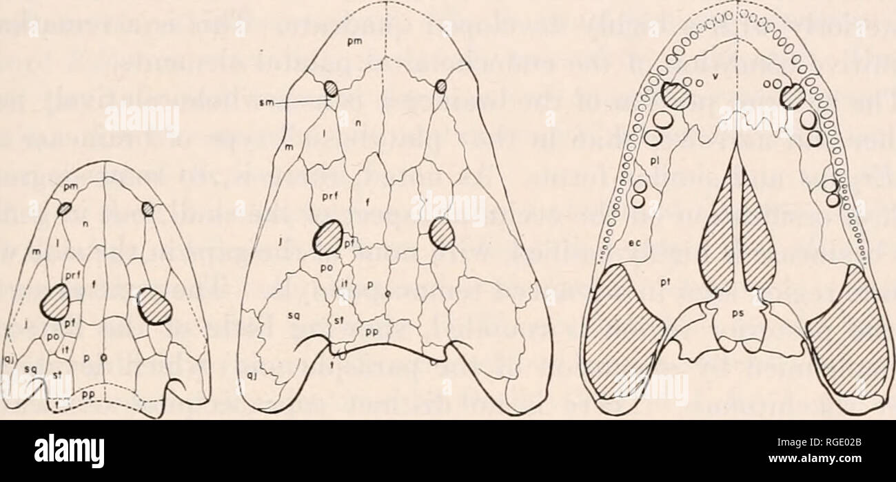 Labyrinthodontia hi-res stock photography and images - Alamy