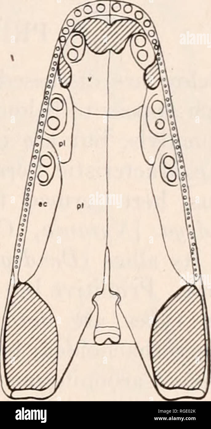 Stereospondyli hi-res stock photography and images - Alamy