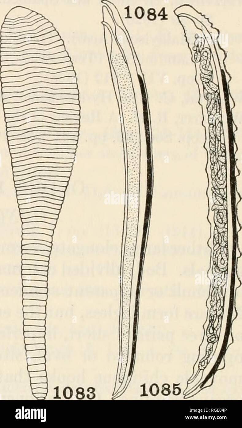 Pentastomida hi-res stock photography and images - Alamy