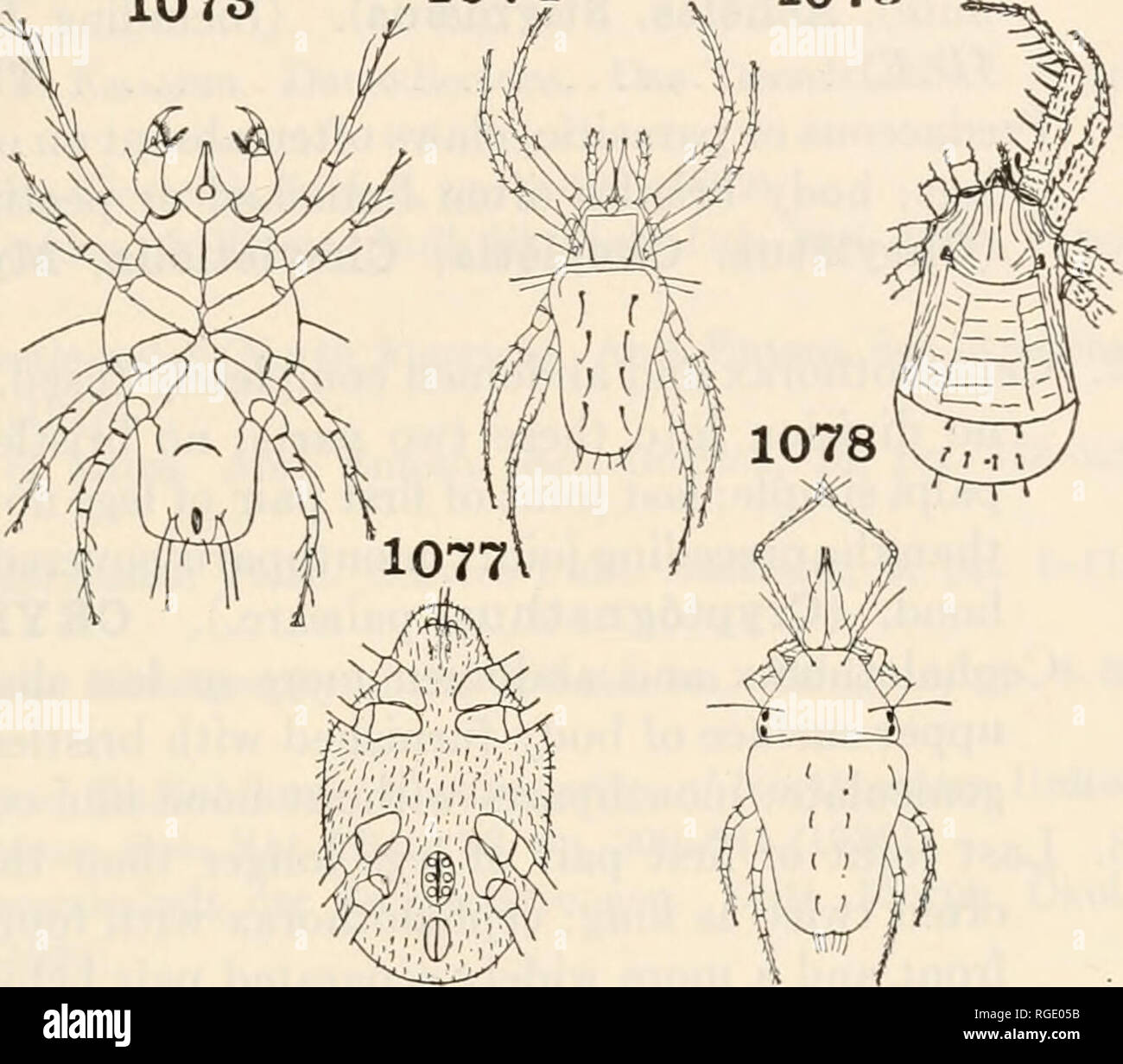 Cheyletus hi-res stock photography and images - Alamy