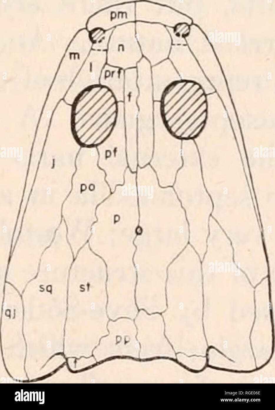 Ichthyostega hi-res stock photography and images - Alamy
