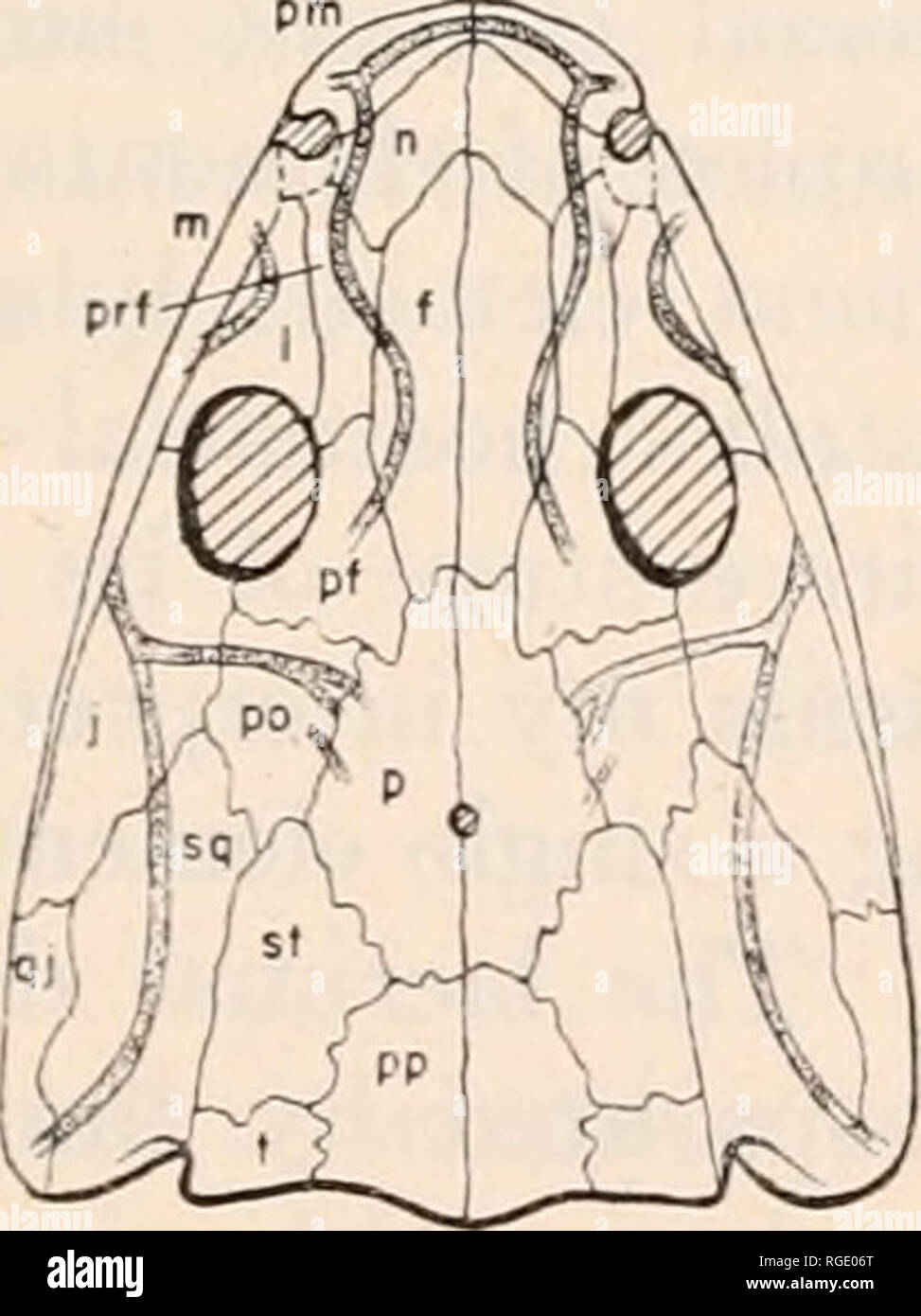Ichthyostega hi-res stock photography and images - Alamy